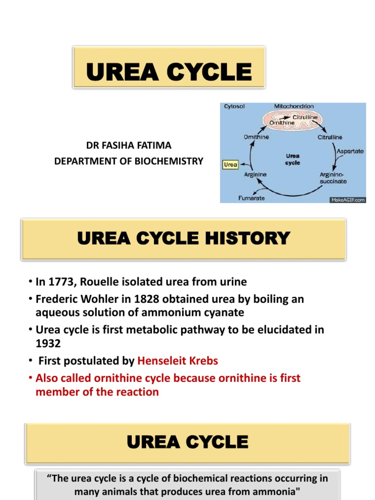 Urea Cycle: DR Fasiha Fatima Department of Biochemistry | PDF ...