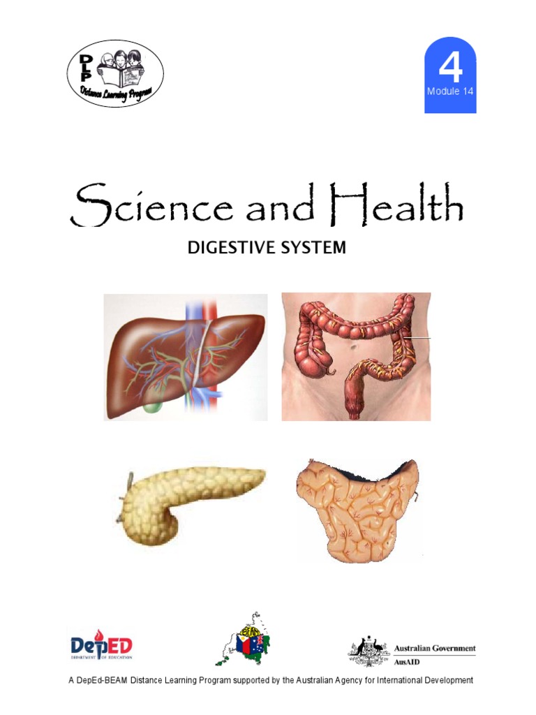 Digestive System | PDF | Human Digestive System | Digestion