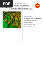Perfil ENA y detección de autoanticuerpos | PDF | Anticuerpo | Bioquímica