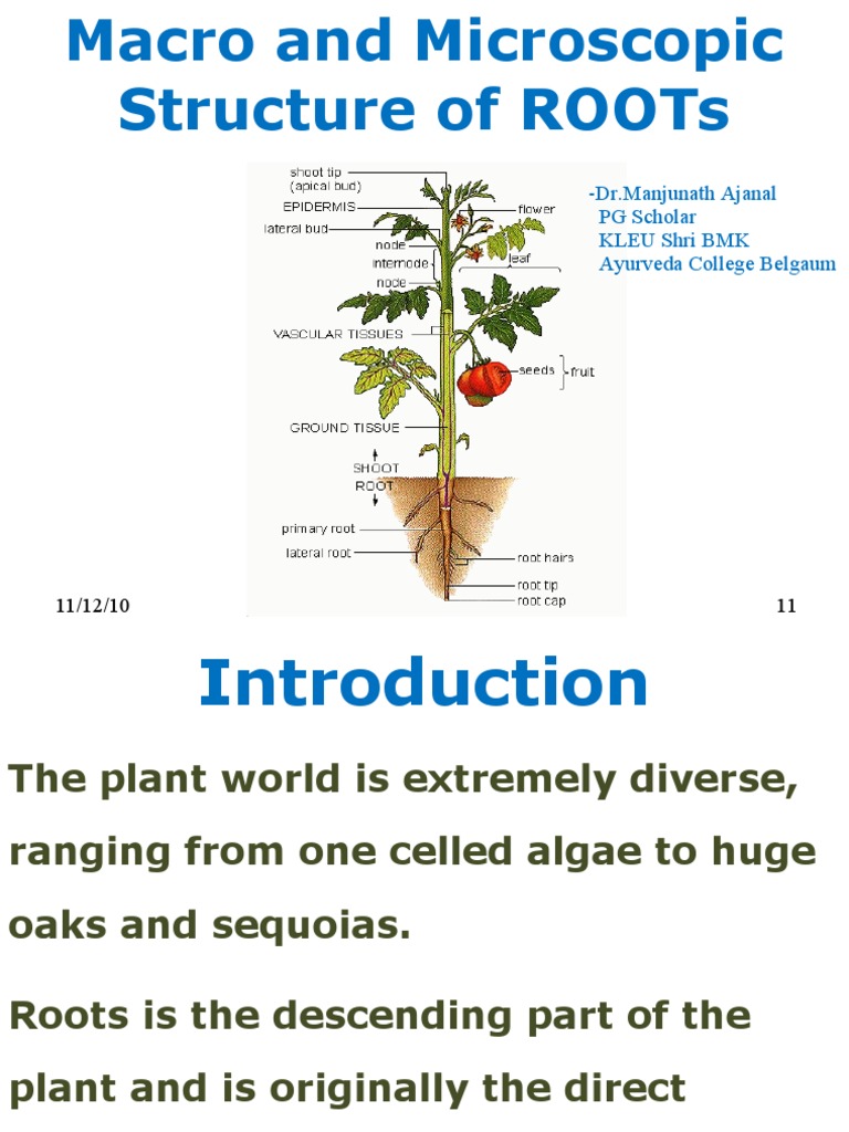 Roots Basic Botany | PDF | Root | Plant Physiology