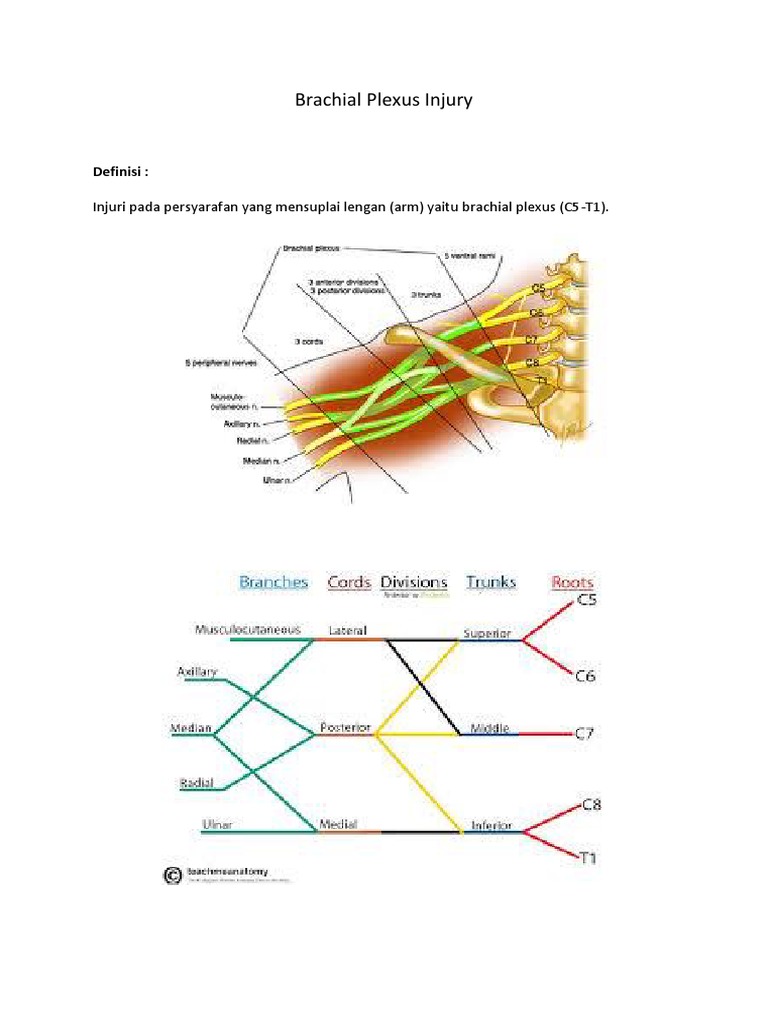 Brachial Plexus Injury | PDF