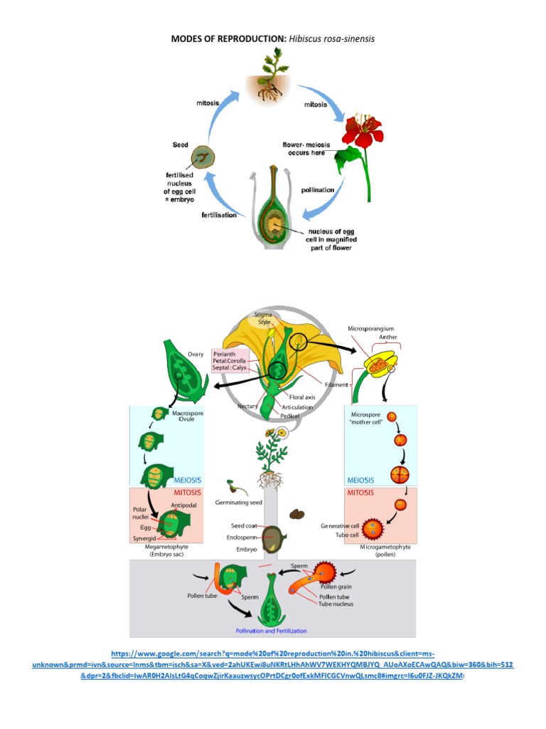 MODES OF REPRODUCTION: Hibiscus Rosa-Sinensis | PDF