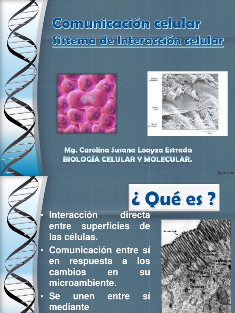 Comunicacion Celular (Sistema de Interacción Celular) | Integrina ...