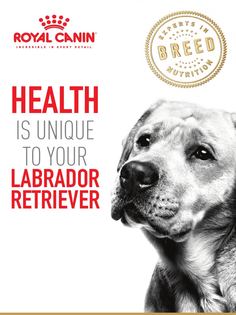 Royal Canin Bestforbreed Labrador Retriever PDF | PDF | Labrador Retriever | Dogs