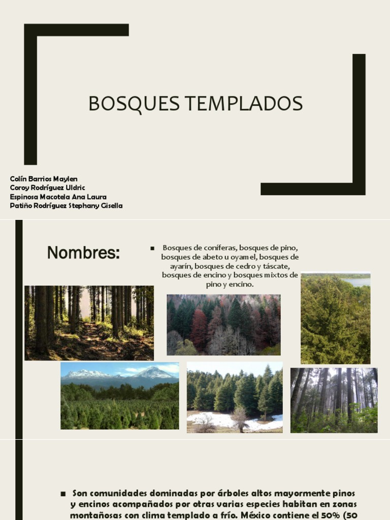 Bosques Templados | PDF | Clima templado | Los bosques