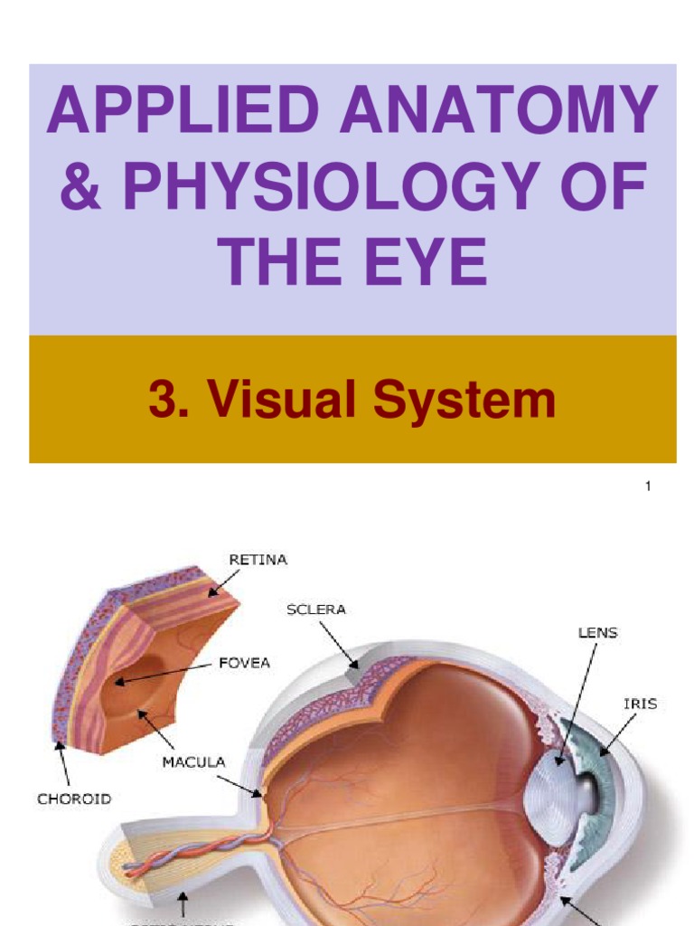 Visual System | PDF | Visual System | Retina