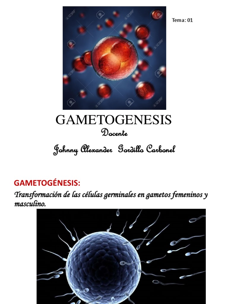 Gametogénesis | PDF | Mitosis | Ciclo menstrual