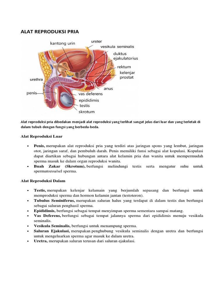 Alat Reproduksi Pria | PDF