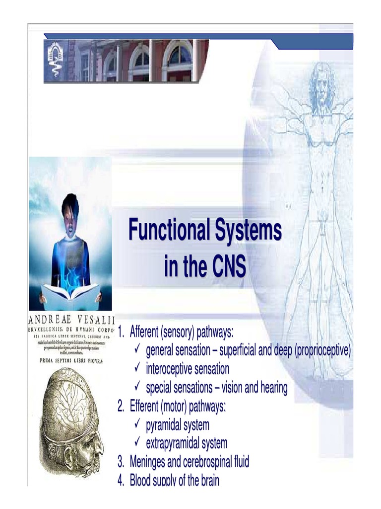 10 CNS Pathways PDF | PDF | Neuroscience | Neuroanatomy