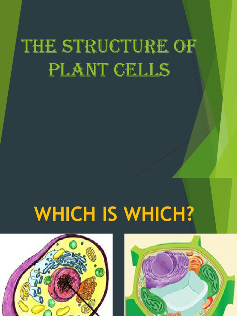 The Structure of Plant Cells | PDF | Cell Nucleus | Cell (Biology)