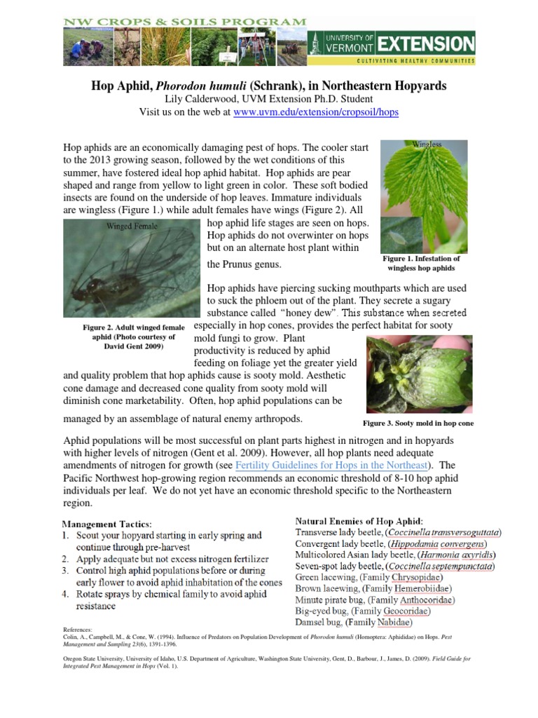 Hop Aphid, Phorodon Humuli (Schrank), in Northeastern Hopyards | PDF ...