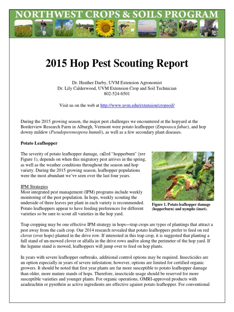 2015 Hop Pest Scouting Final | PDF | Insecticide | Potato