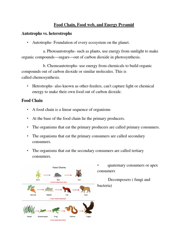 Food Chain, Food Web, Energy Pyramid | PDF