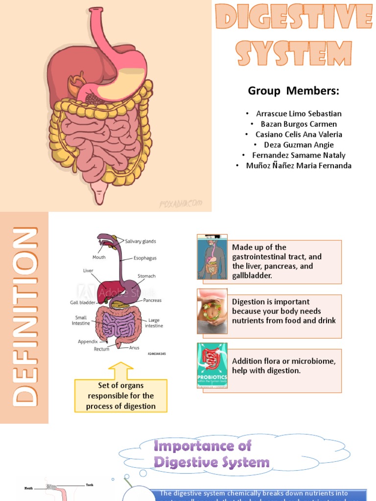 Digestive System | PDF | Gastrointestinal Tract | Human Digestive System