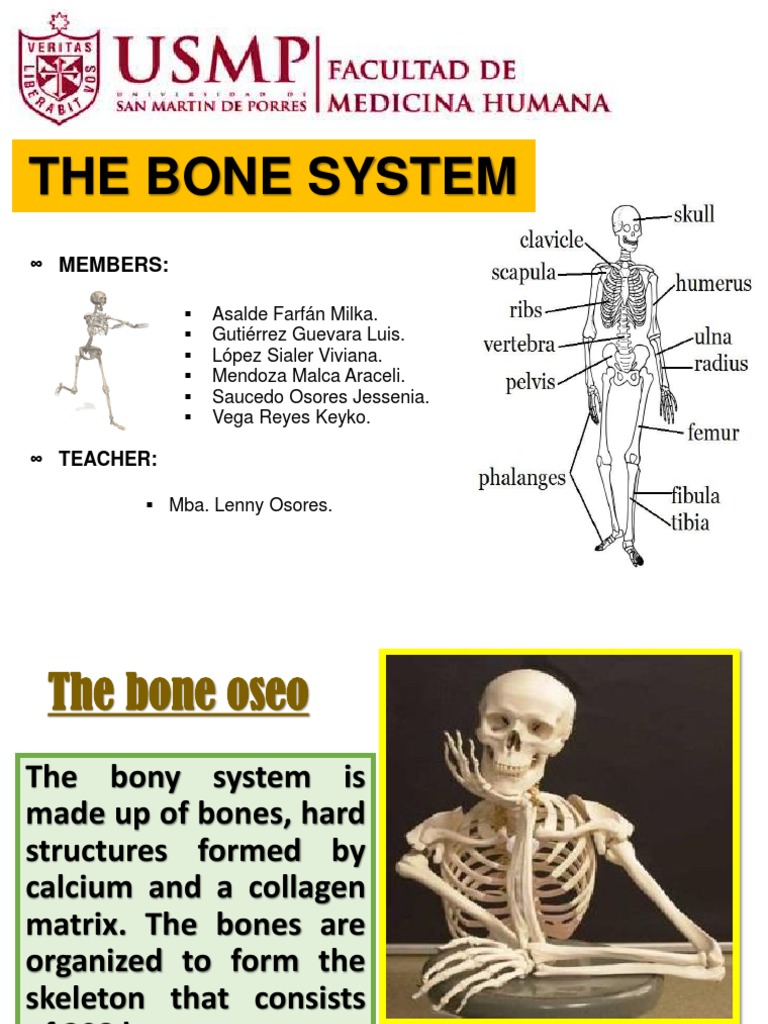 The Bone System 1 | PDF | Skeleton | Bone