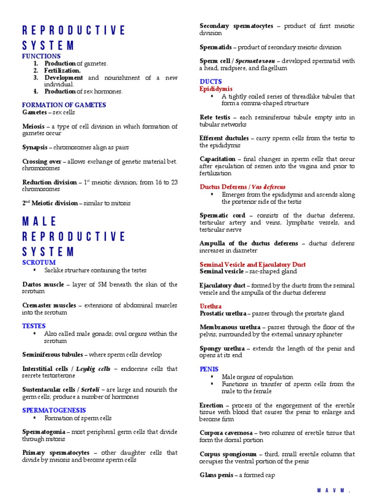 19 Reproductive System | PDF | Luteinizing Hormone | Ovary