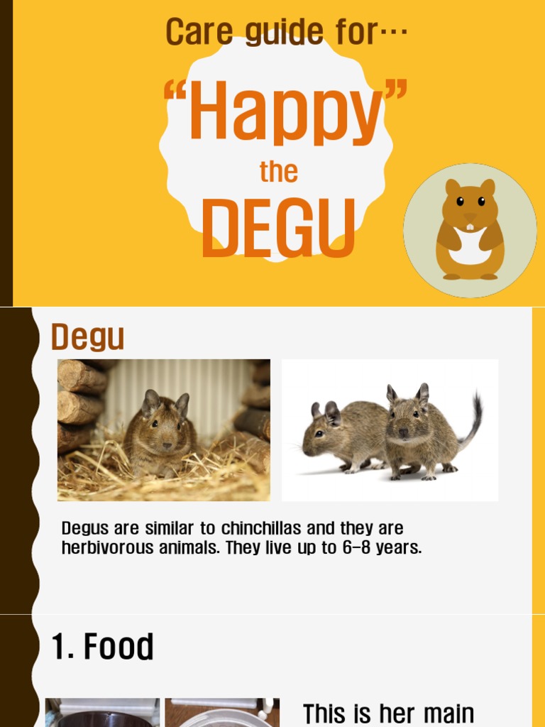 "Happy" Degu: Care Guide For | PDF | Food And Drink | Foods