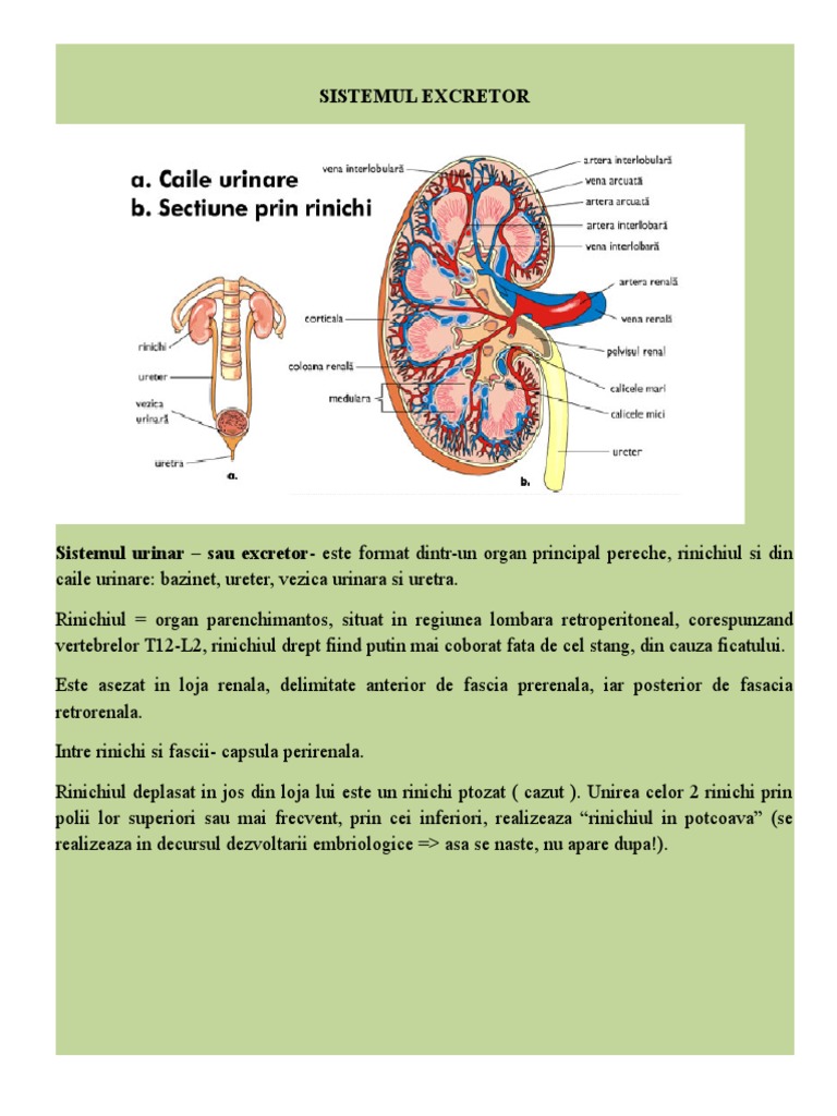 Sistemul Excretor | PDF