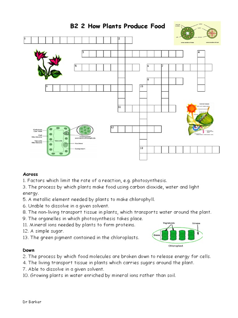 Plants Crossword | PDF | Home & Garden | Technology & Engineering