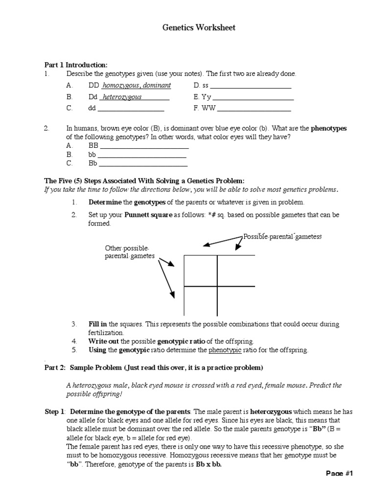 Genetics Worksheet PDF | PDF | Dominance (Genetics) | Genotype