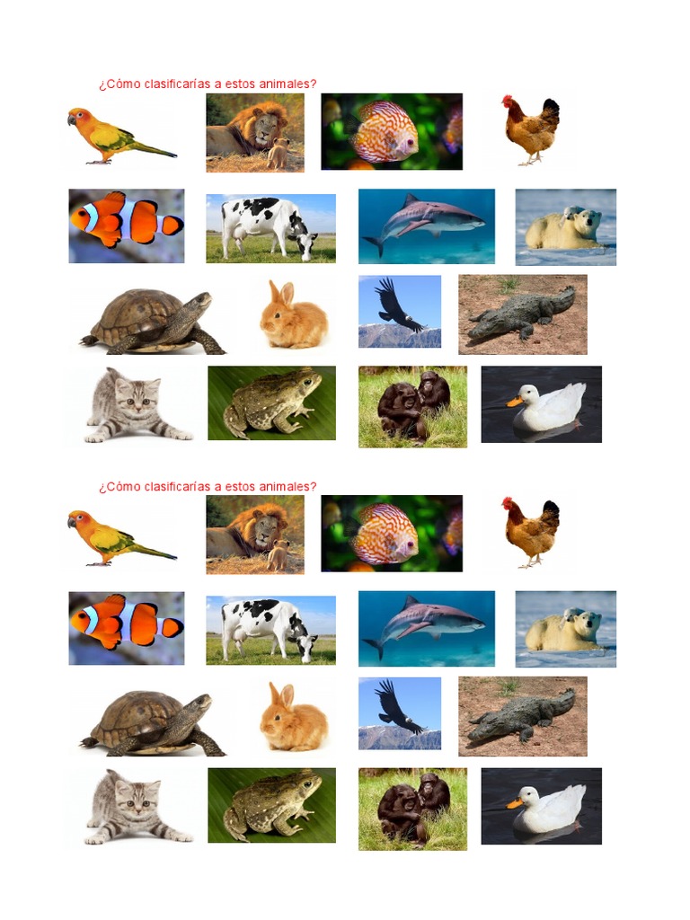 Fichas de Trabajo Sobre Animales | PDF | Mamíferos | Rana