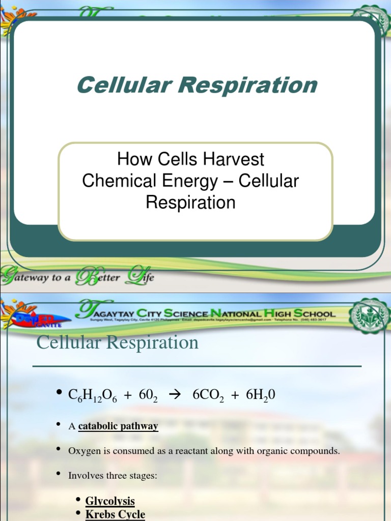 Cellular Respiration Process Explained | PDF | Cellular Respiration ...