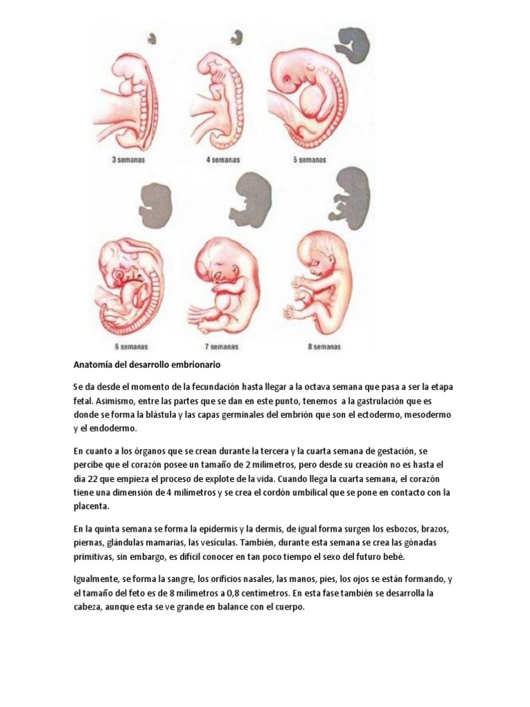 Anatomía del desarrollo embrionario y fetal: Una perspectiva completa ...
