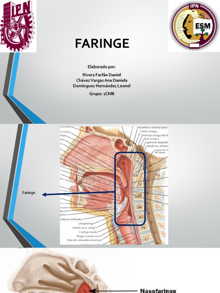 Rafe Medio De La Faringe