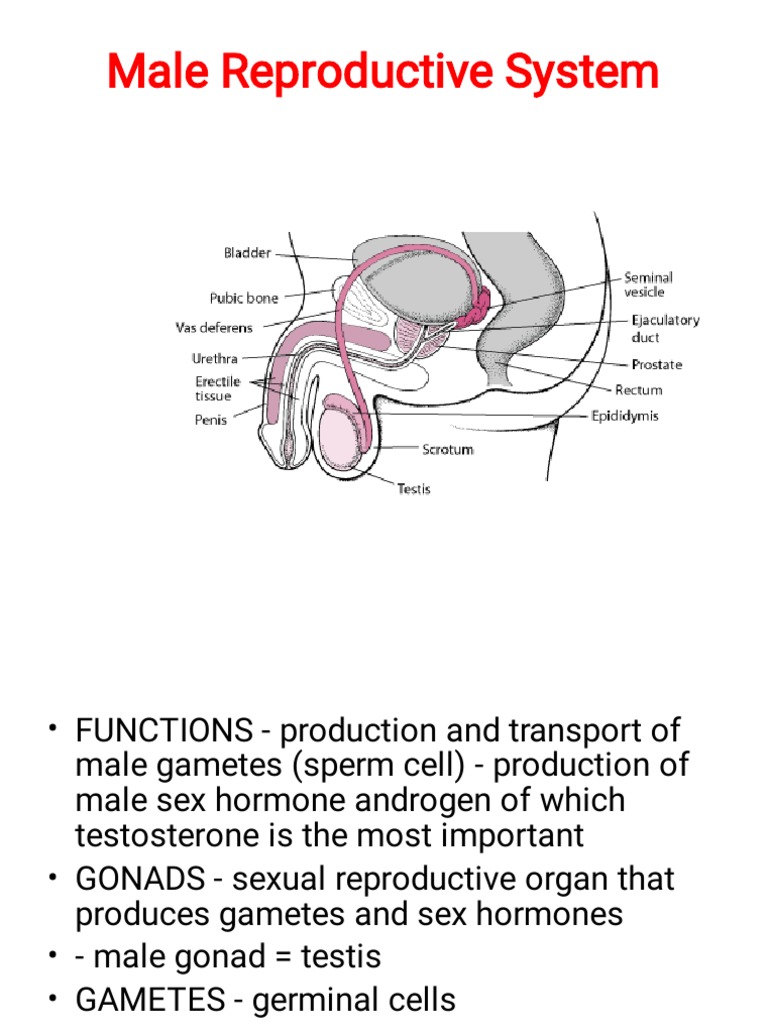 Male Reproductive System Functions and Organs | PDF | Ovary | Uterus