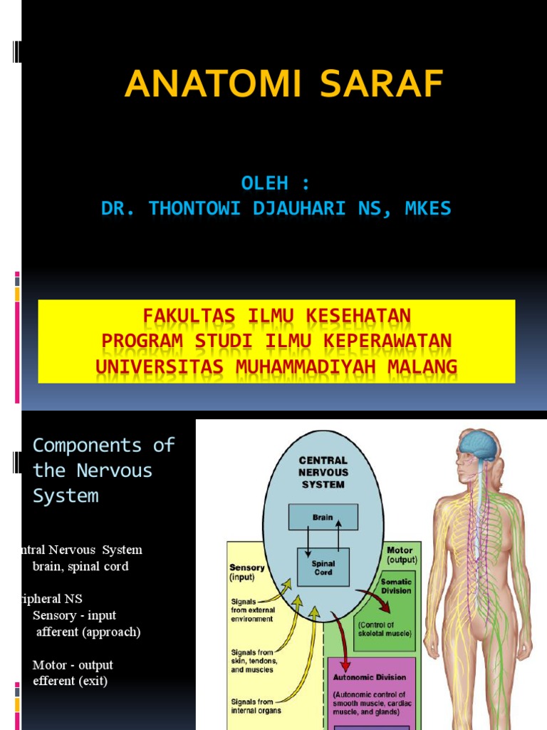 Saraf Anatomi - PPT Revisi 2 | PDF
