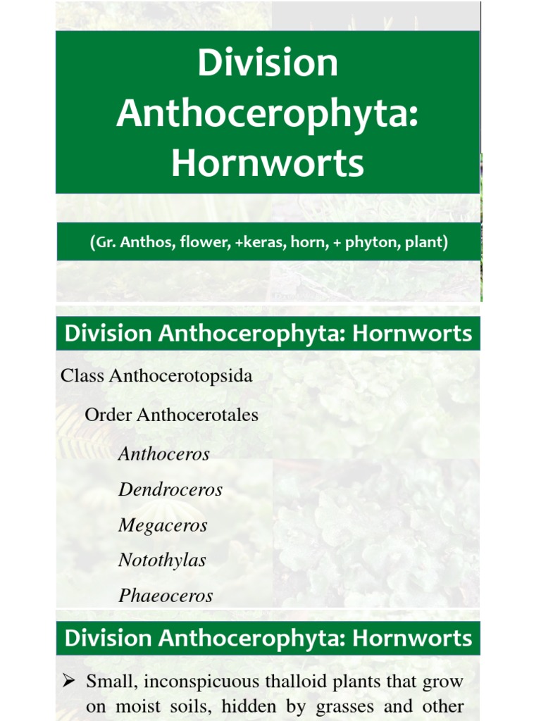 Division Anthocerophyta: Hornworts: (Gr. Anthos, Flower, +keras, Horn ...