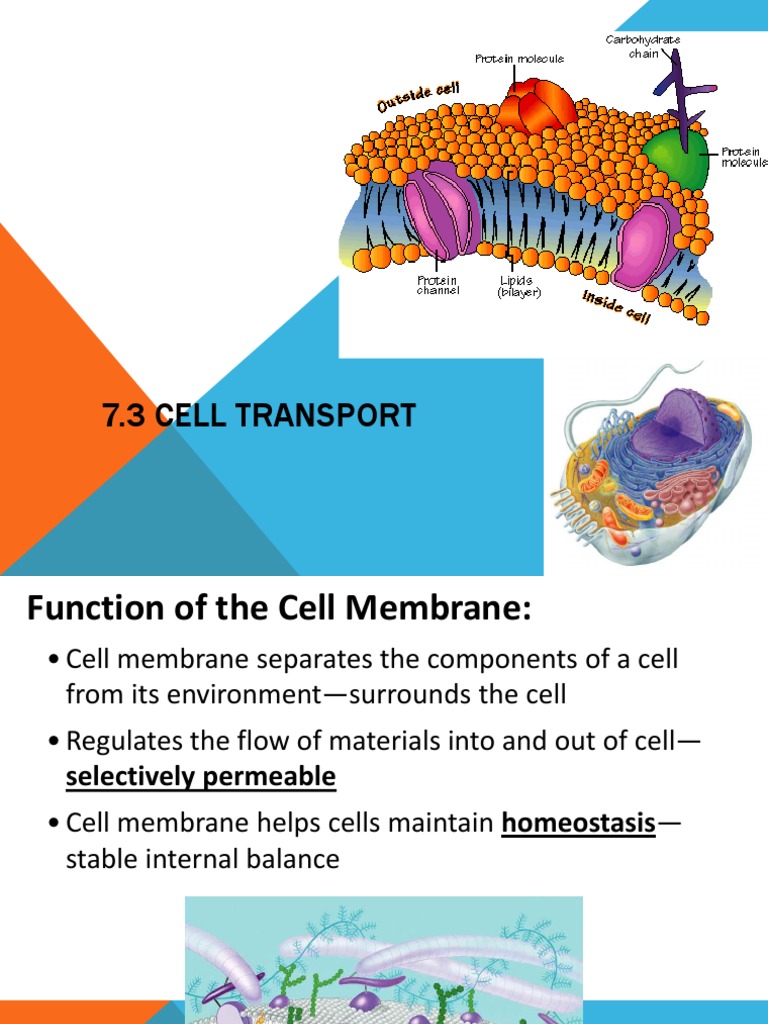 Cell Transport Mechanisms Explained | PDF | Osmosis | Cell Biology