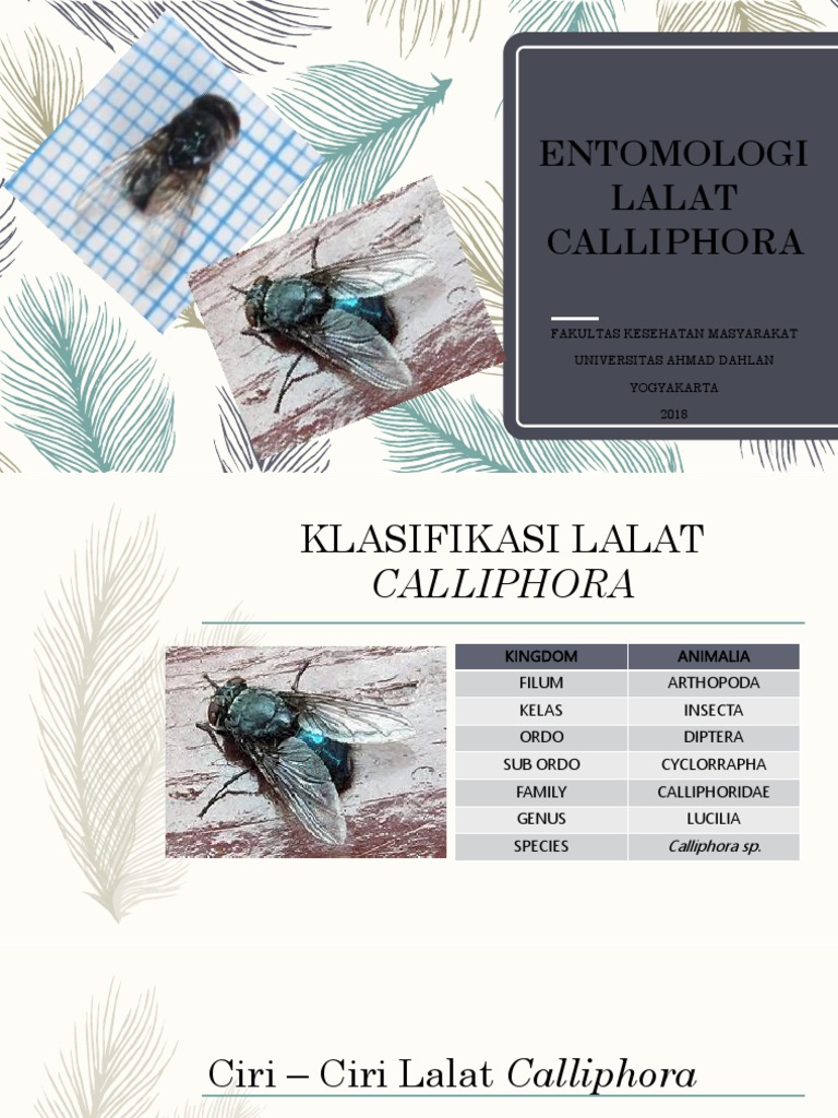 Lalat Calliphora | PDF