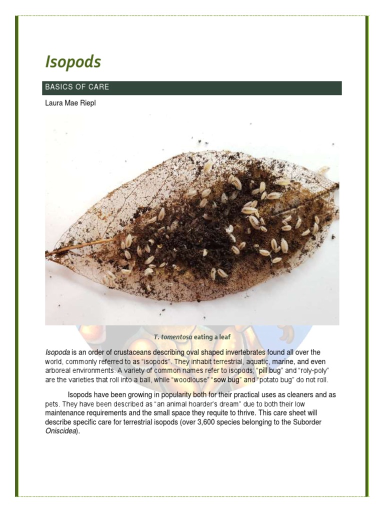Isopod Care Guide: Basics and Diet | PDF | Dominance (Genetics ...