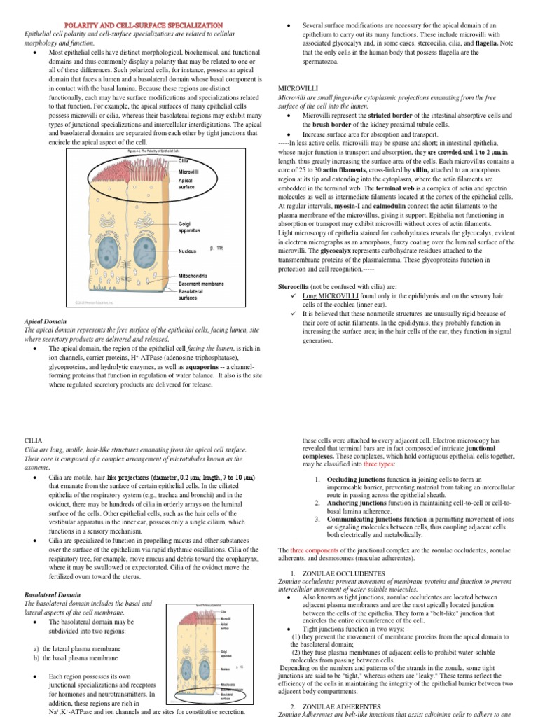 Epithelial Cell Polarity, Surface Specializations, and Junctional ...