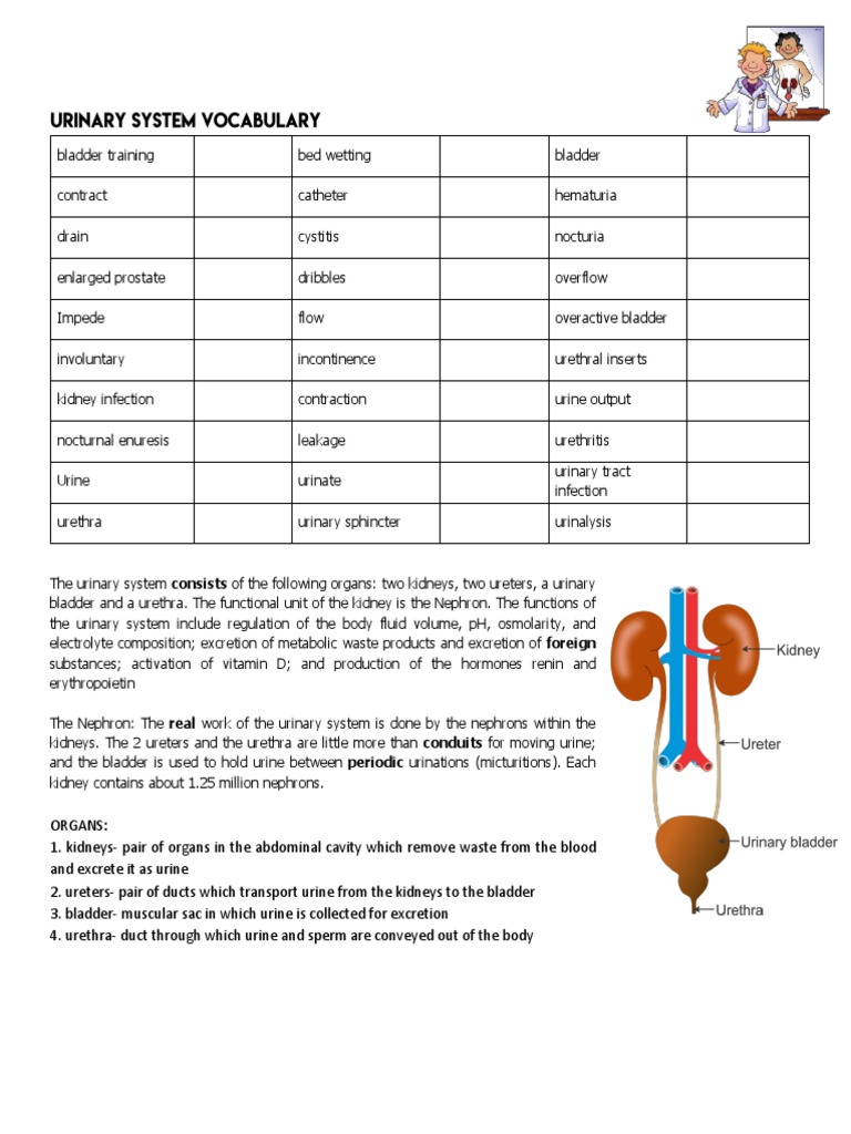 Urinary System Vocabulary | PDF | Urinary Incontinence | Urinary Tract ...