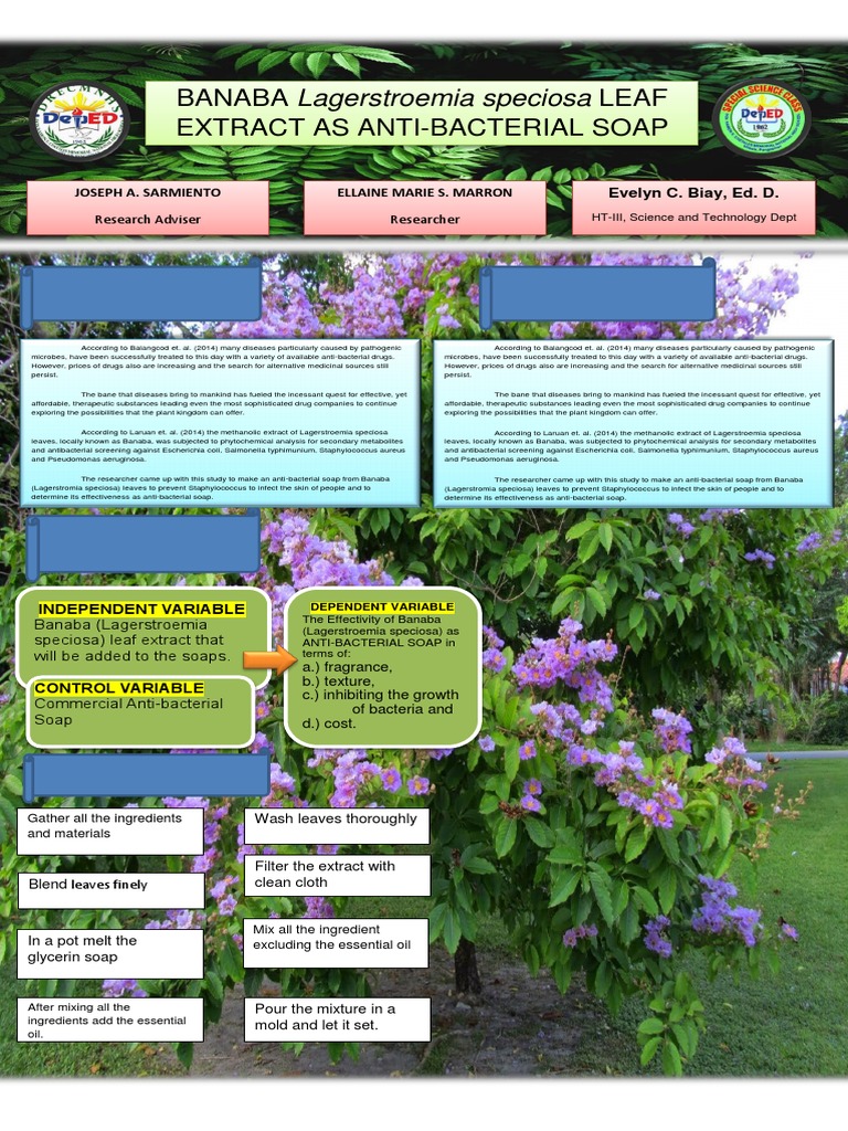 BANABA Lagerstroemia Speciosa LEAF Extract As Anti-Bacterial Soap | PDF ...