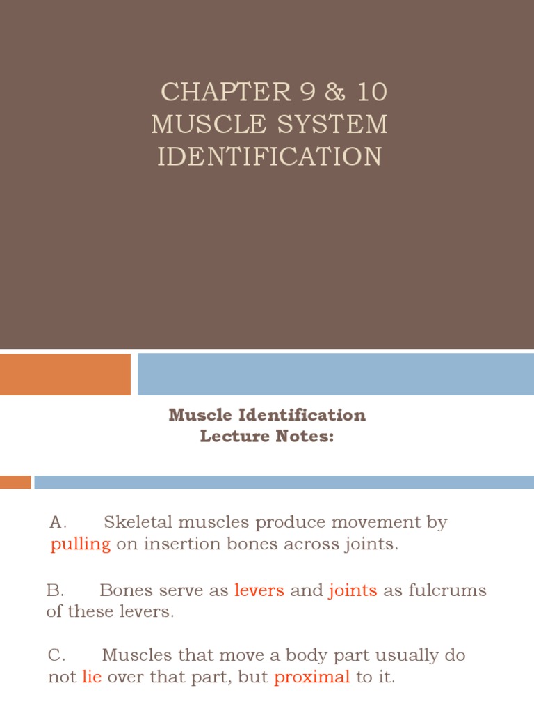 Chapter 9 & 10 Muscle System Identification | PDF | Muscle Contraction ...
