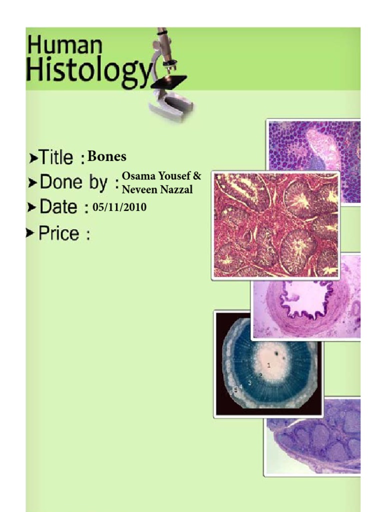 Histology, Lecture 9, Bone (Lecture Notes) | PDF | Osteoblast | Bone