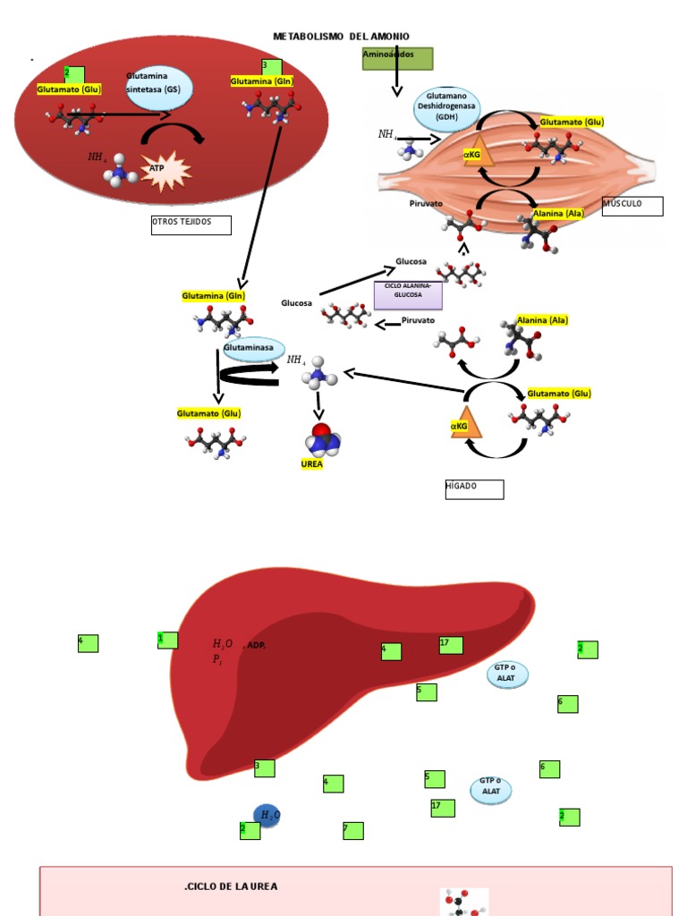Ciclo de La Urea | PDF | Metabolismo | Biomoléculas