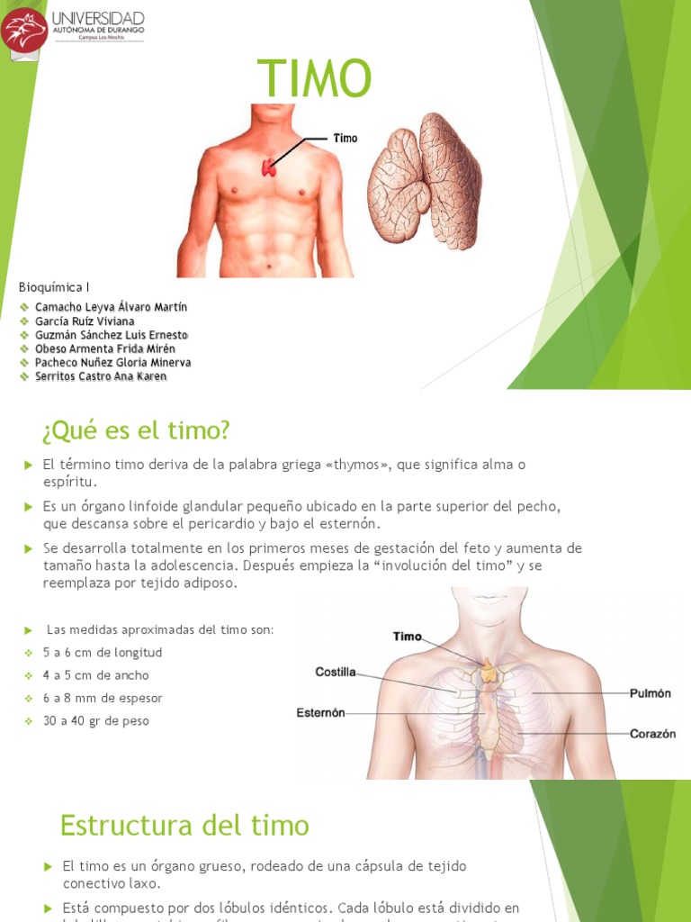 TIMO | PDF | Timo | Especialidades Medicas
