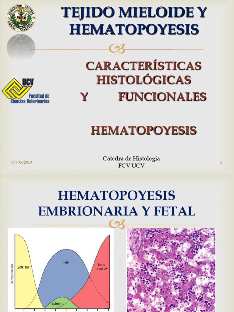 Tejido Mieloide | PDF | Hematopoyesis | Sangre