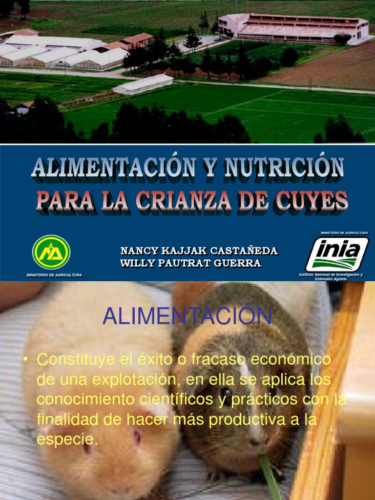 Alimentación y nutrición de cuyes | PDF | Conejillo de indias | Alimentos