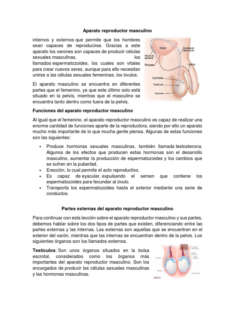 Sistema Reproductor Masculino Partes Internas Y Externas