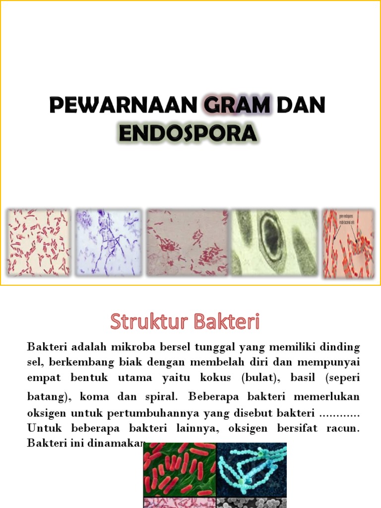 Pewarnaan Gram Dan Endospora | PDF