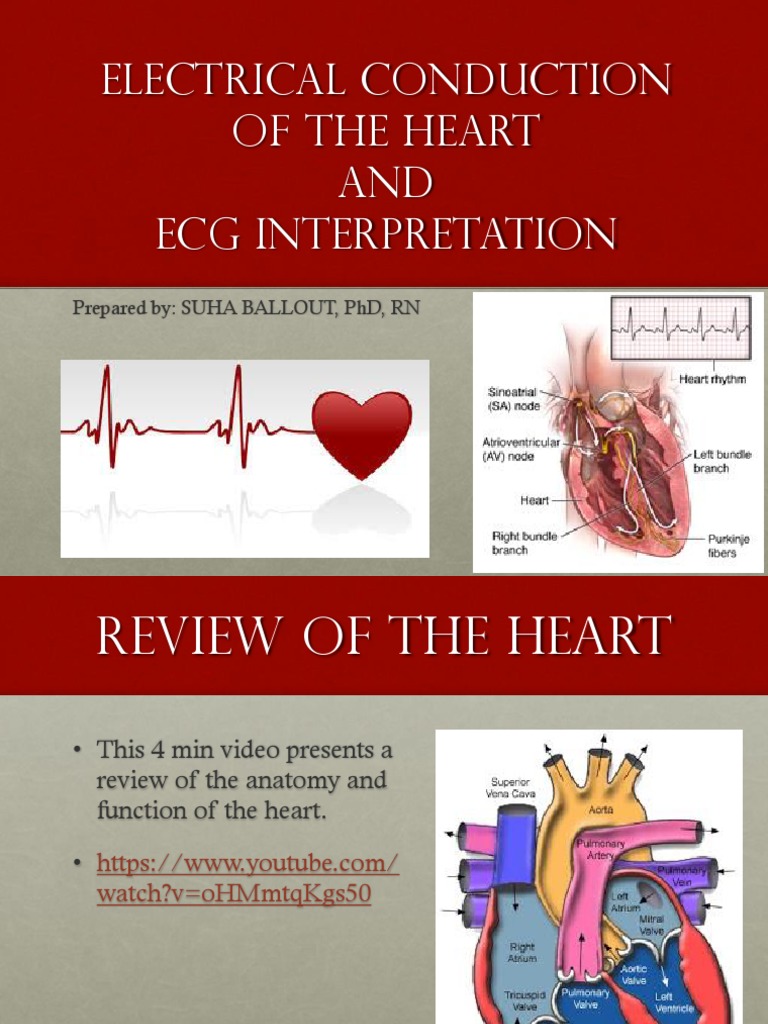 Electrical Conduction of The Heart and Ecg Interpretation: Prepared By ...