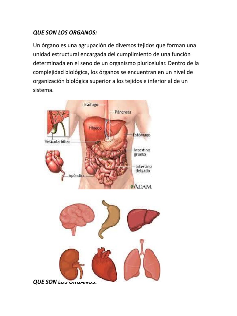 Que Son Los Organos | PDF