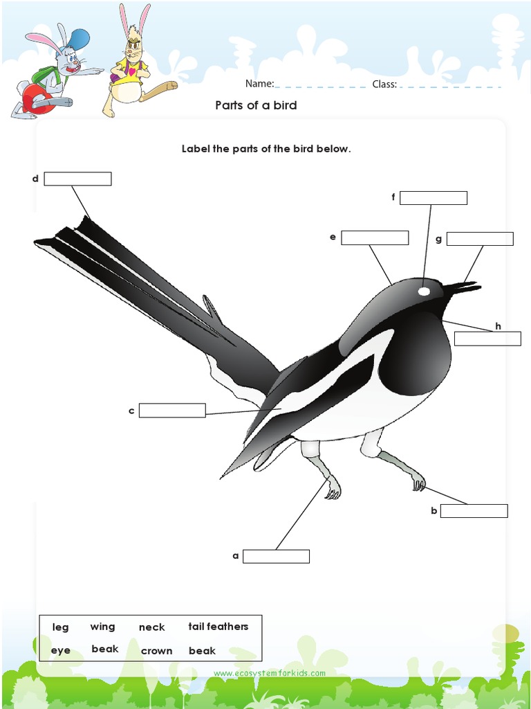 Label Parts of A Bird | PDF