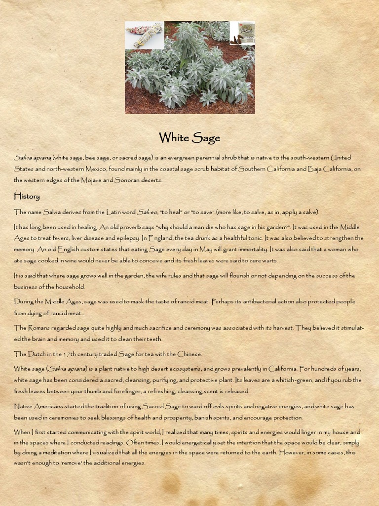 White Sage | PDF | Nature