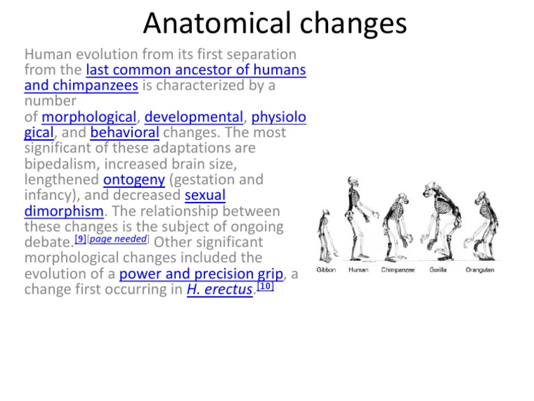 Last Common Ancestor of Humans and Chimpanzees Morphological ...